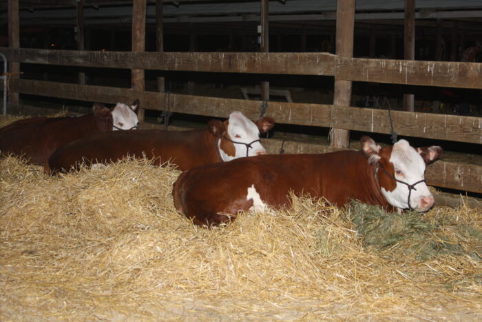 Livestock Shows and Info | Clinton County Fair